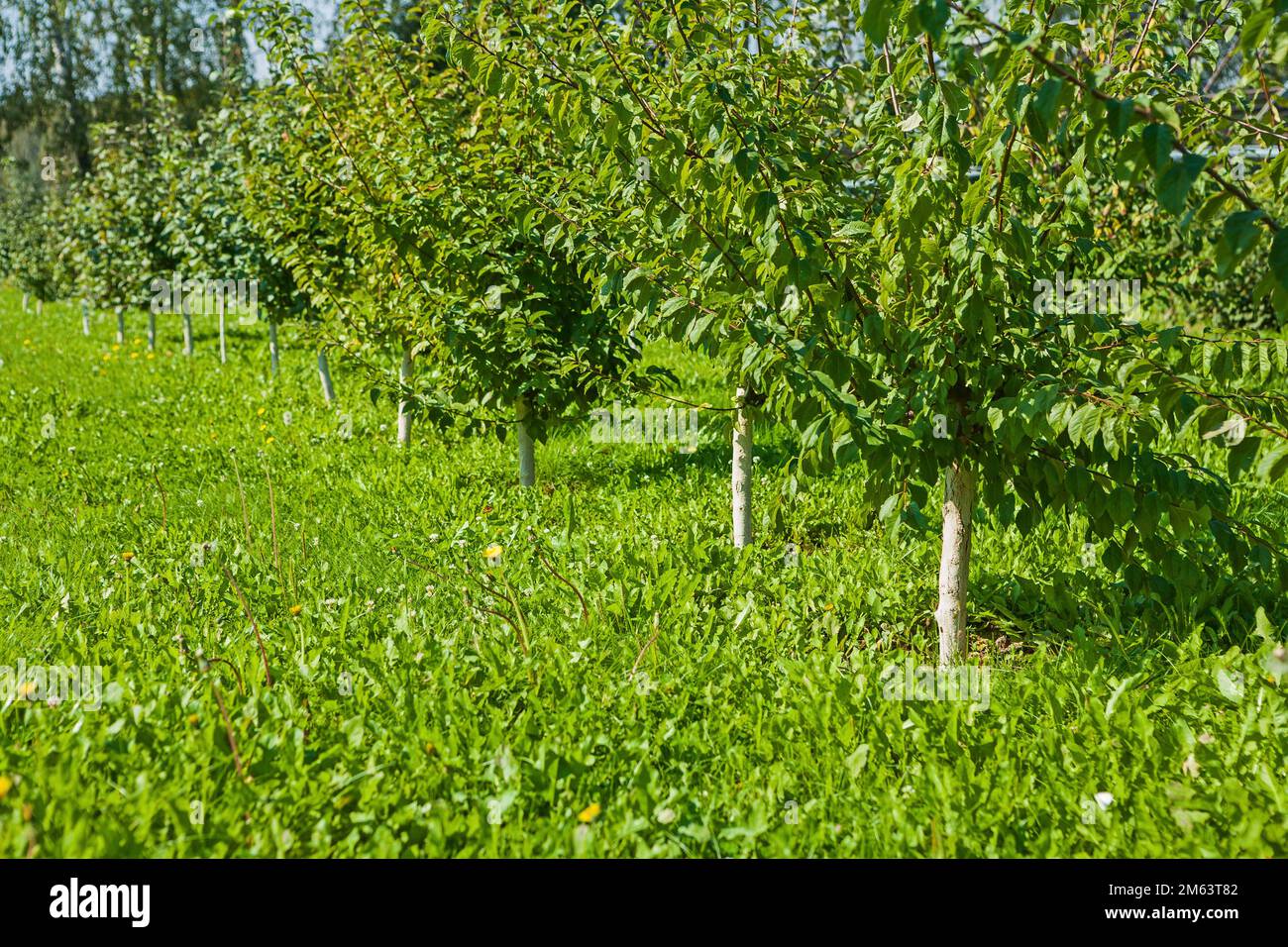 Green young apple trees hi-res stock photography and images - Alamy