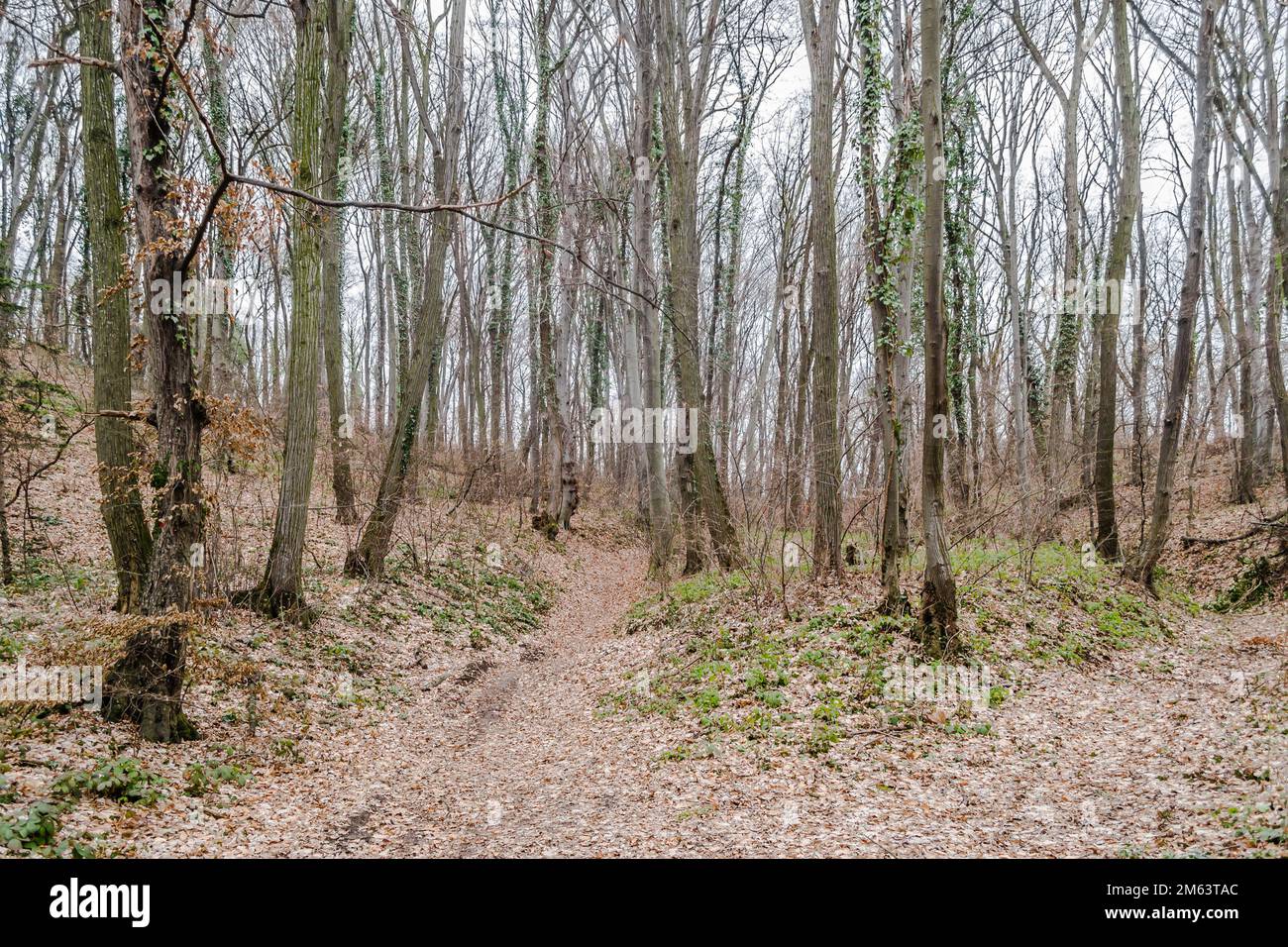 A view of the deciduous forest of Fruska Gora National Park, located in ...