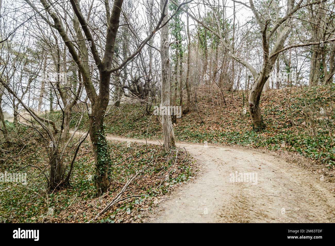 A view of the deciduous forest of Fruska Gora National Park, located in ...