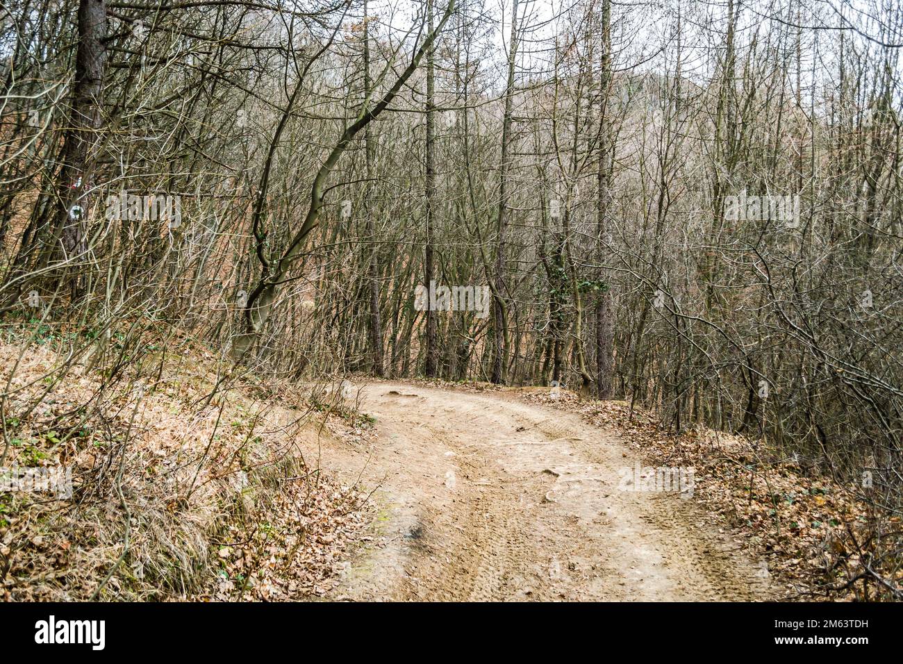 A view of the deciduous forest of Fruska Gora National Park, located in ...