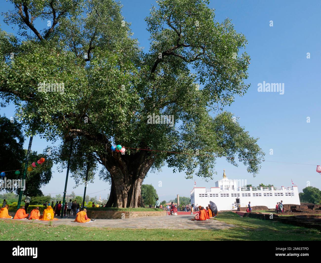 VIEW OF BODHI TREE, MONKS AND THE MAHAMAYA DEVI TEMPLE, LUMBINI, NEPAL ...