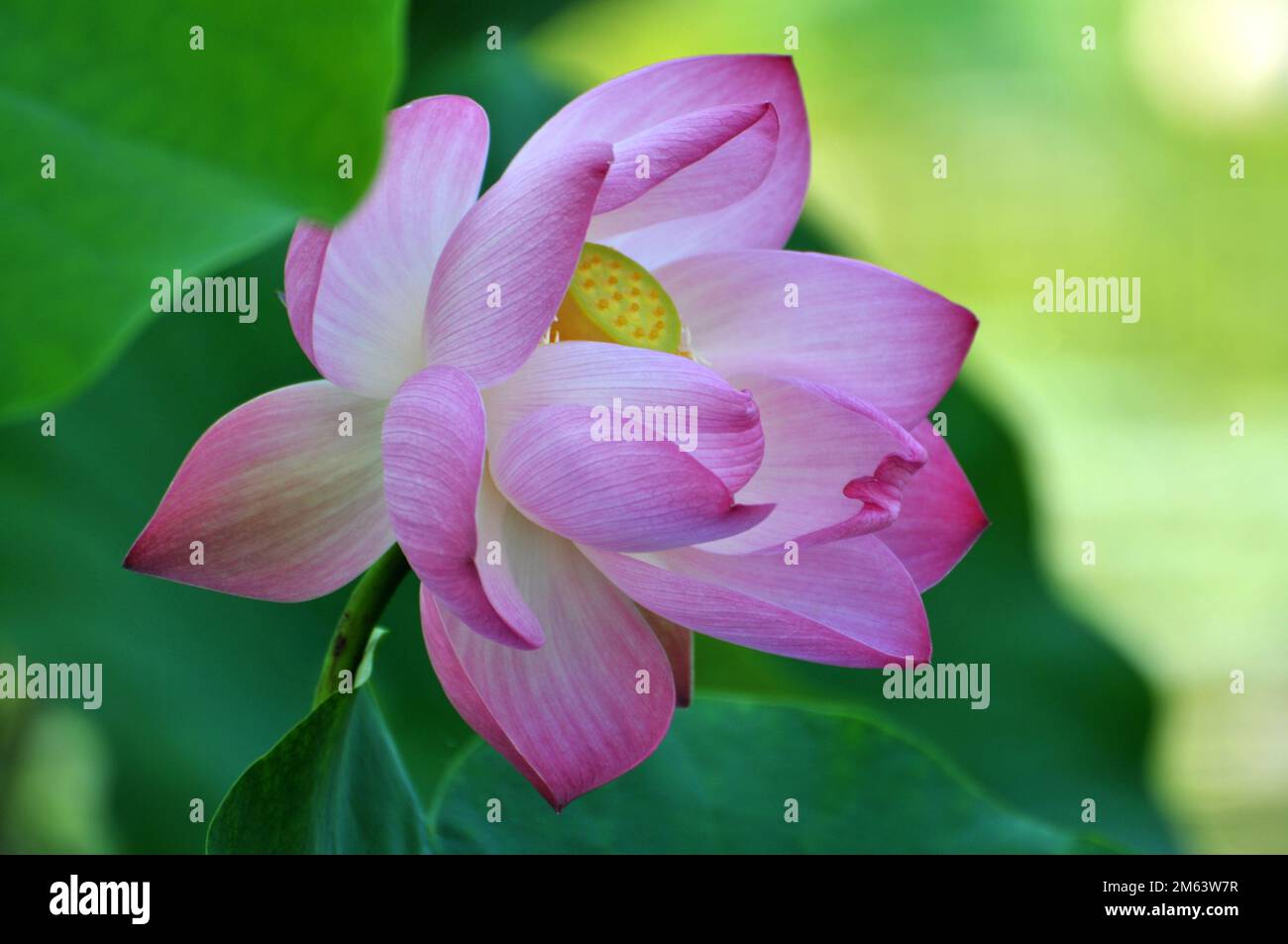 Blossoming lotus flowers Stock Photo - Alamy