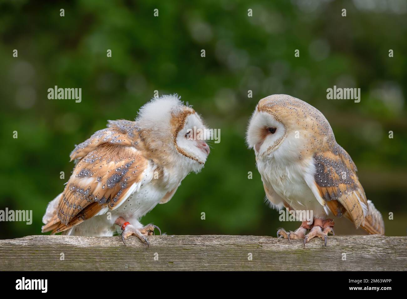 Baby Barn Owl, Juvenile female ( Tyto Alba ) with fluff and feathers. Wildlife perched in a ...