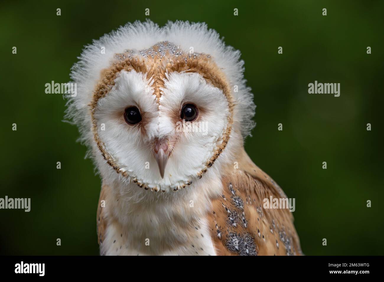 Baby Barn Owl, Juvenile female ( Tyto Alba ) with fluff and feathers. Wildlife perched in a ...