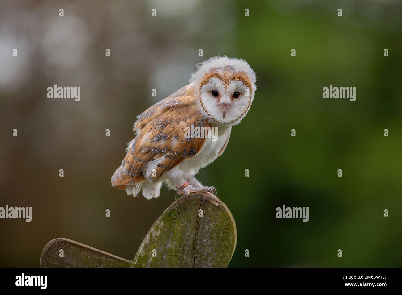 Baby Barn Owl, Juvenile female ( Tyto Alba ) with fluff and feathers. Wildlife perched in a ...