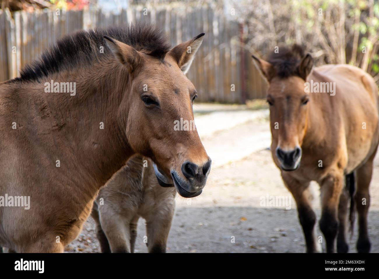Przewalski's horse. Brown horses portrait. Animal face in profile Stock ...