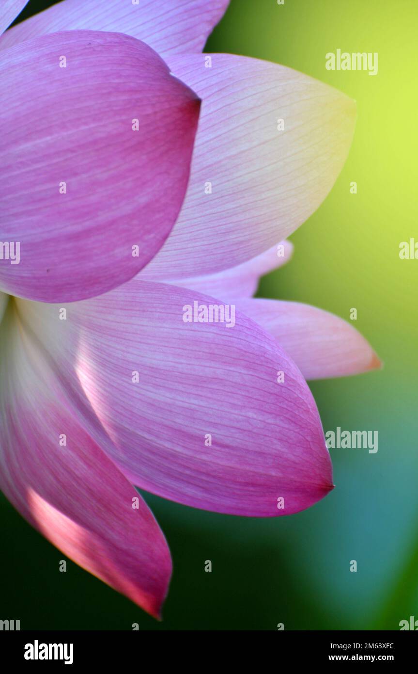Blossoming lotus flowers Stock Photo - Alamy