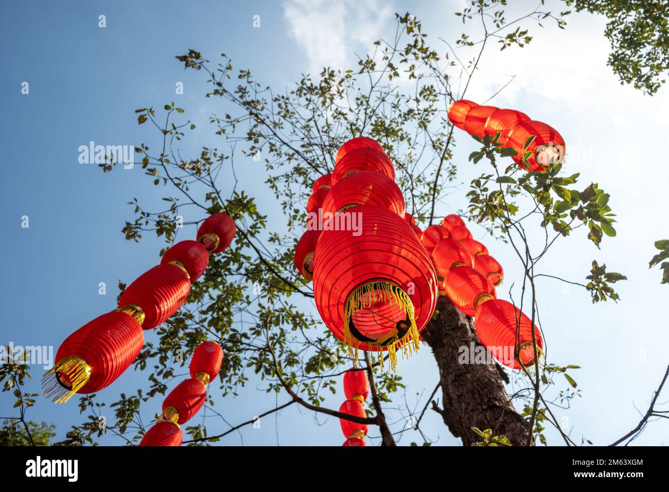 Red Chinese lanterns hanging on a tree against blue sky Stock Photo - Alamy