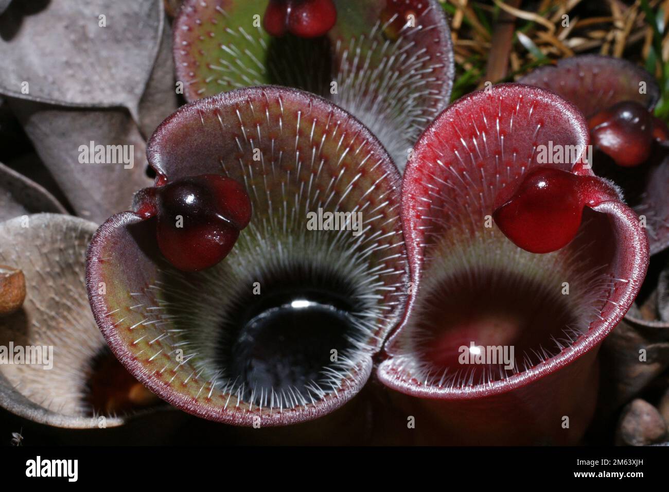View into the pitchers of Heliamphora pulchella, carnivorous pitcher ...