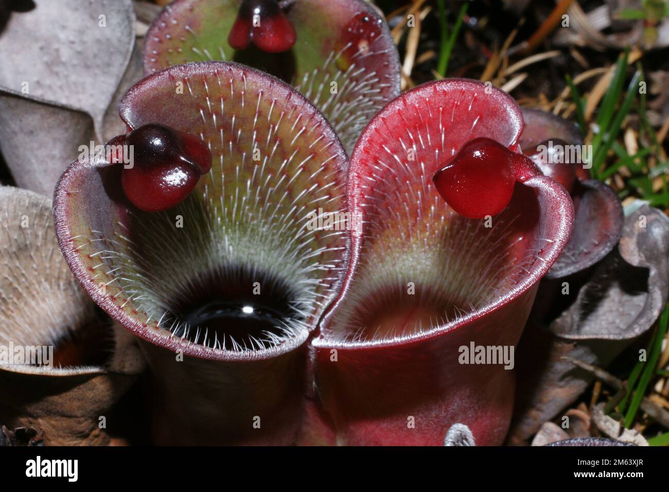 Colorful pitchers of Heliamphora pulchella, carnivorous pitcher plant ...