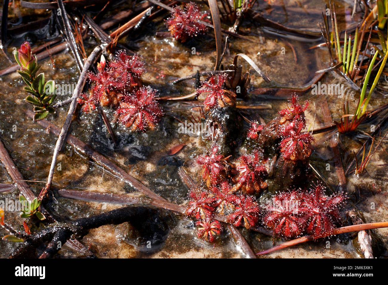 Plants of Drosera roraimae, a carnivorous sundew, in shallow water on ...