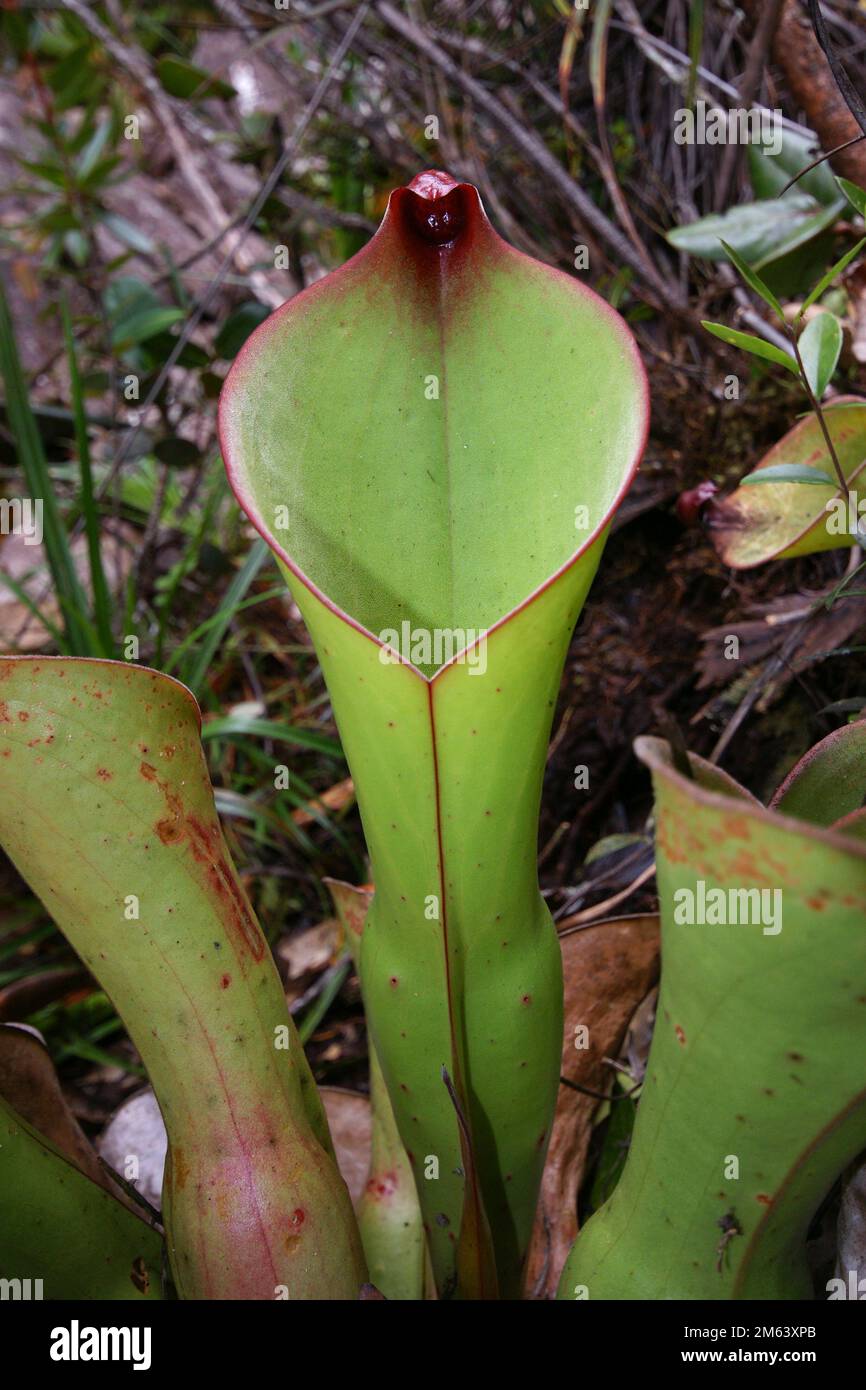 Heliamphora uncinata with hooked lid, carnivorous pitcher plant on ...