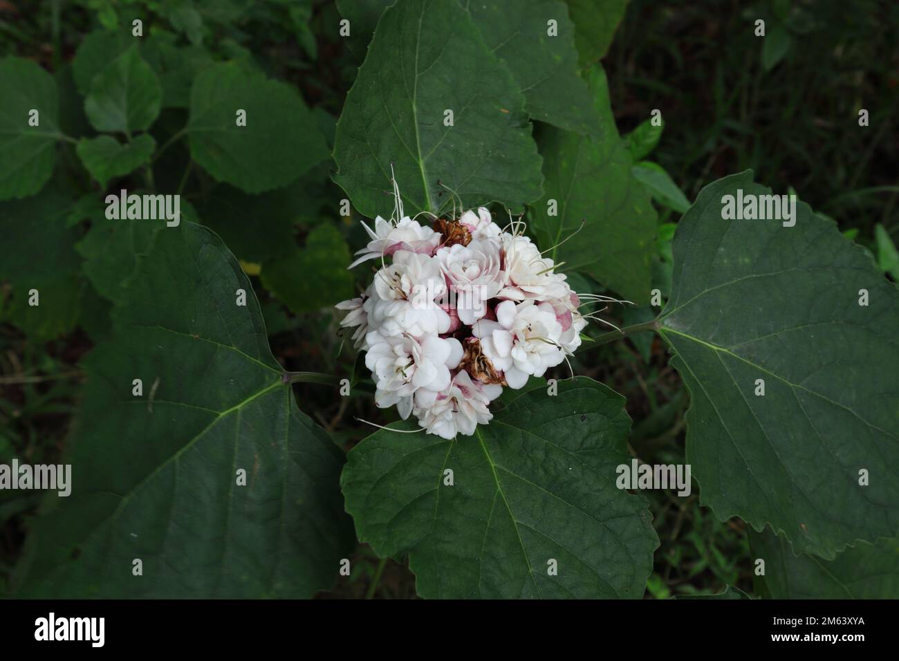 Overhead view of a mature Glory Bower flower (Clerodendrum Chinense ...