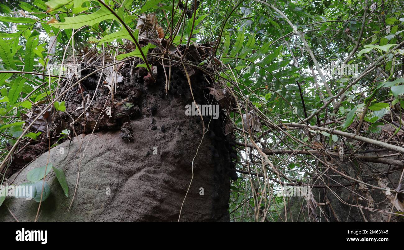Insect nests hi-res stock photography and images - Alamy