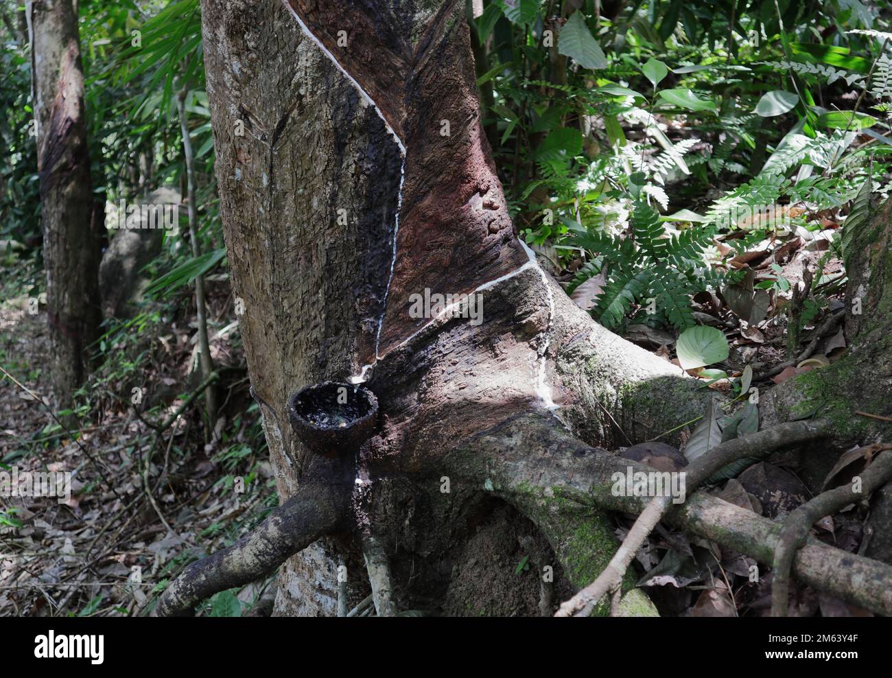 An old and large Rubber stem with the roots is put the tapping marking ...