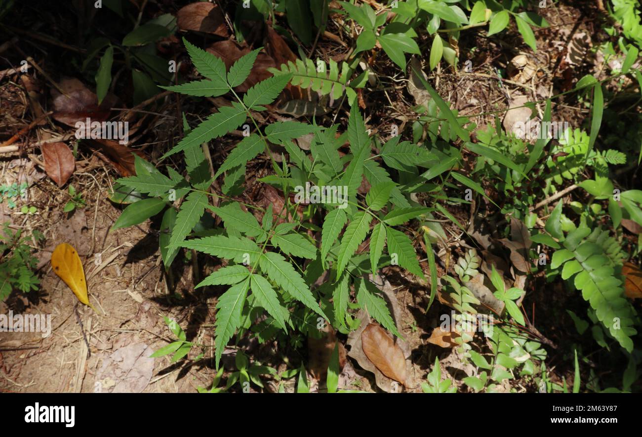 A small China berry plant (Melia Azedarach) grows on wild area in Sri ...