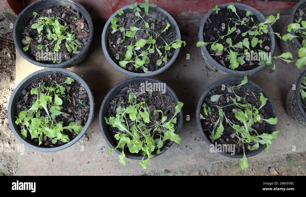 Withered plants in pots hi-res stock photography and images - Alamy