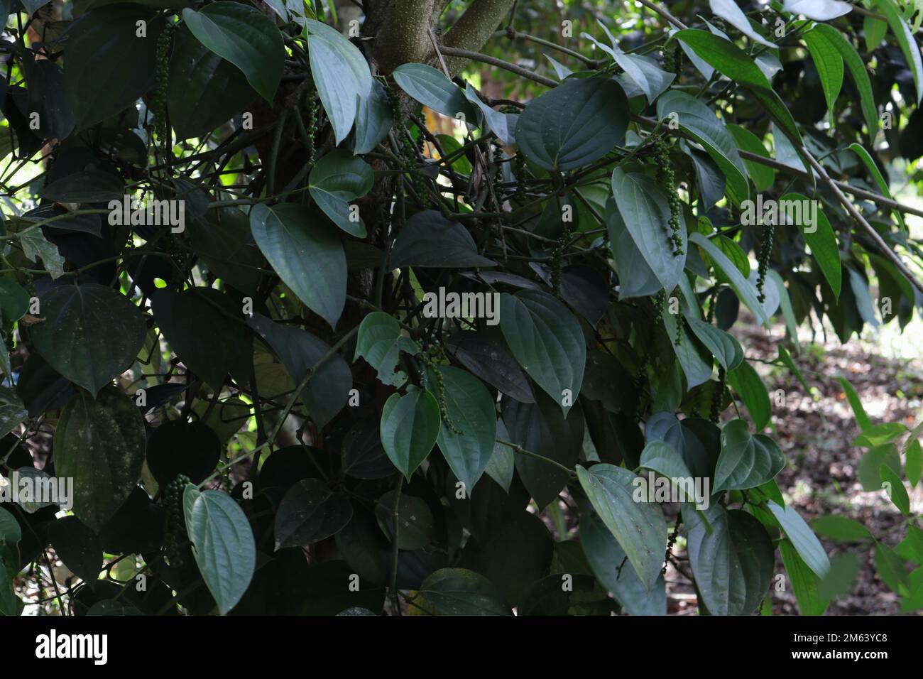 A fully grown Black pepper vine on a supporting tree with black pepper ...