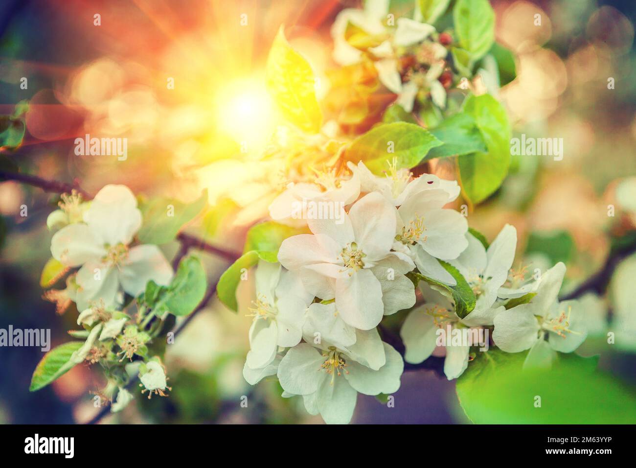 close up view on blossomong branch of apple tree on blurred background ...