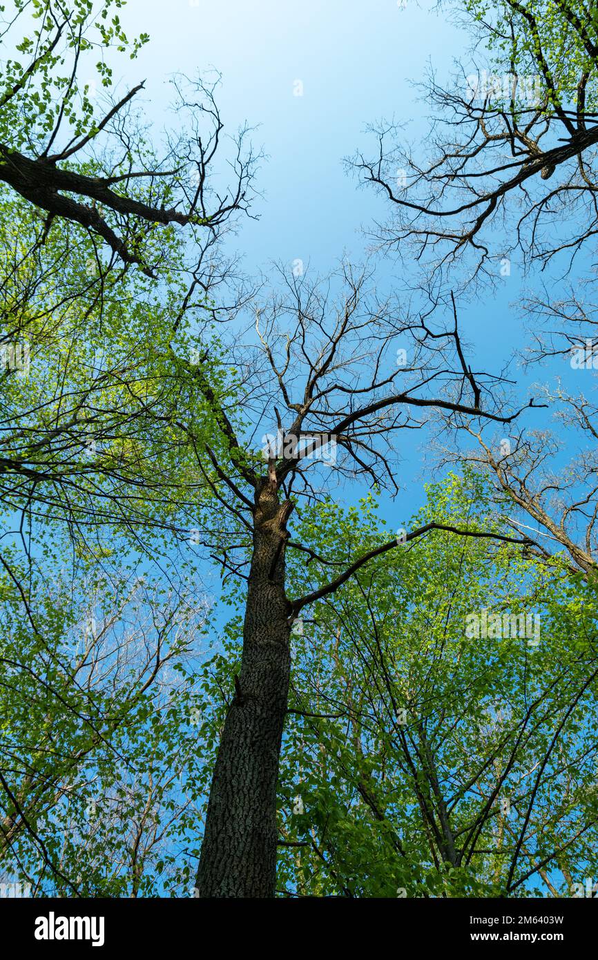 Bottom view on crown hi-res stock photography and images - Alamy