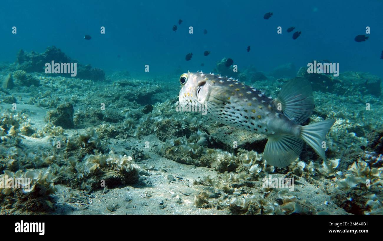 Colorful tropical fish on a coral reef, amazingly beautiful fairy world ...