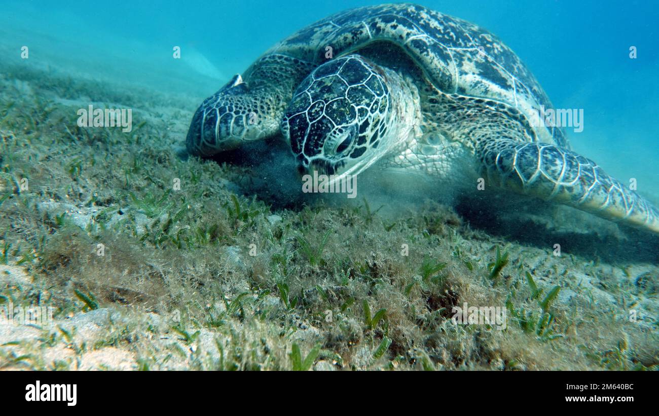 Big Green turtle , Green turtles are the largest of all sea turtles. A ...