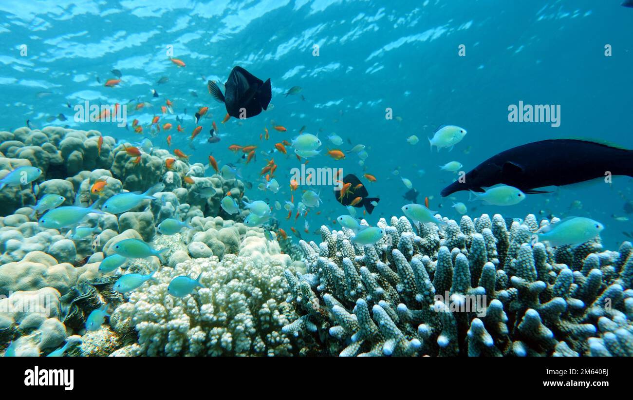 Colorful tropical fish on a coral reef, amazingly beautiful fairy world ...