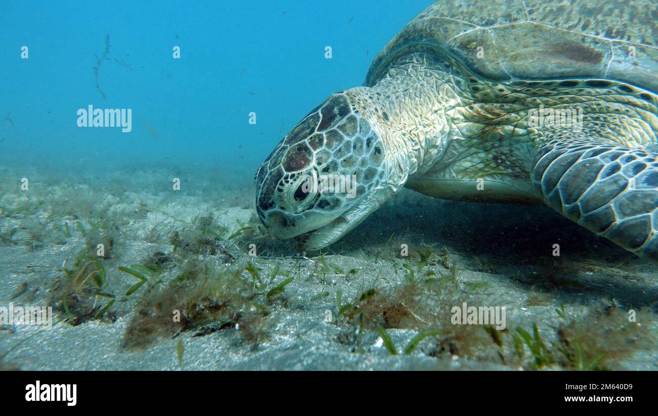 Big Green turtle on the reefs of the Red Sea. Green turtles are the ...
