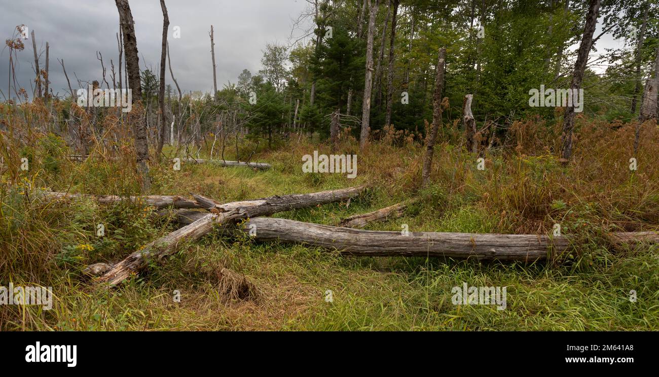 Deadfall in a Maine swamp in early fall Stock Photo - Alamy