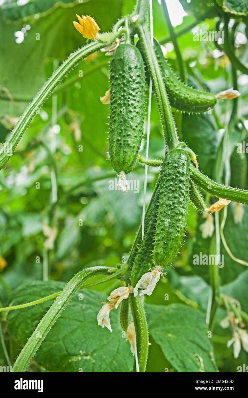 cucumbers on plants close up view Stock Photo - Alamy