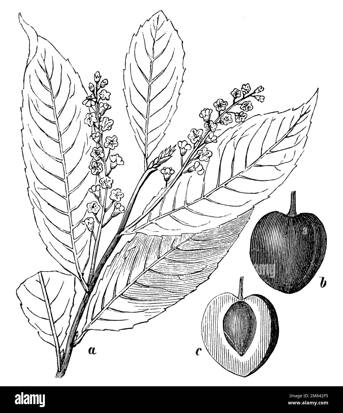 Prunus laurocerasus, a branche, b fruit, c fruit en moyenne ...