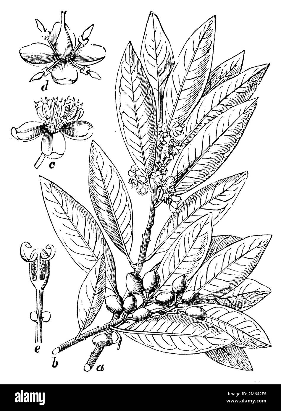 Laurel tree woodcut hi-res stock photography and images - Alamy