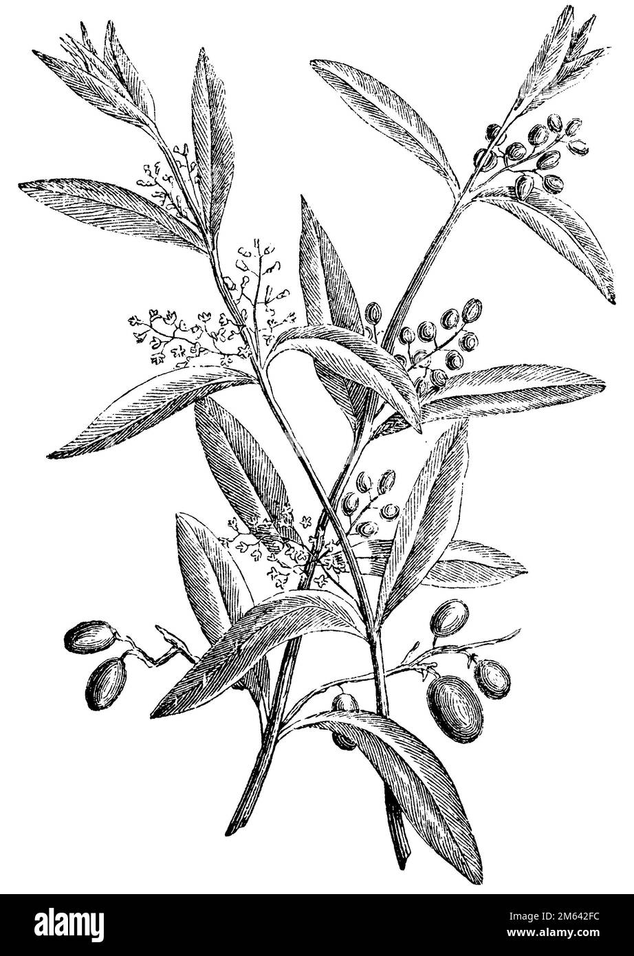olive, European olive, flowers and fruit branch, Olea europaea ...