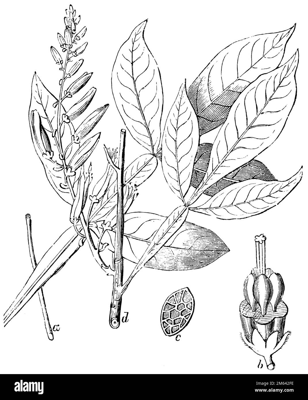 Bitterholz Black and White Stock Photos & Images - Alamy