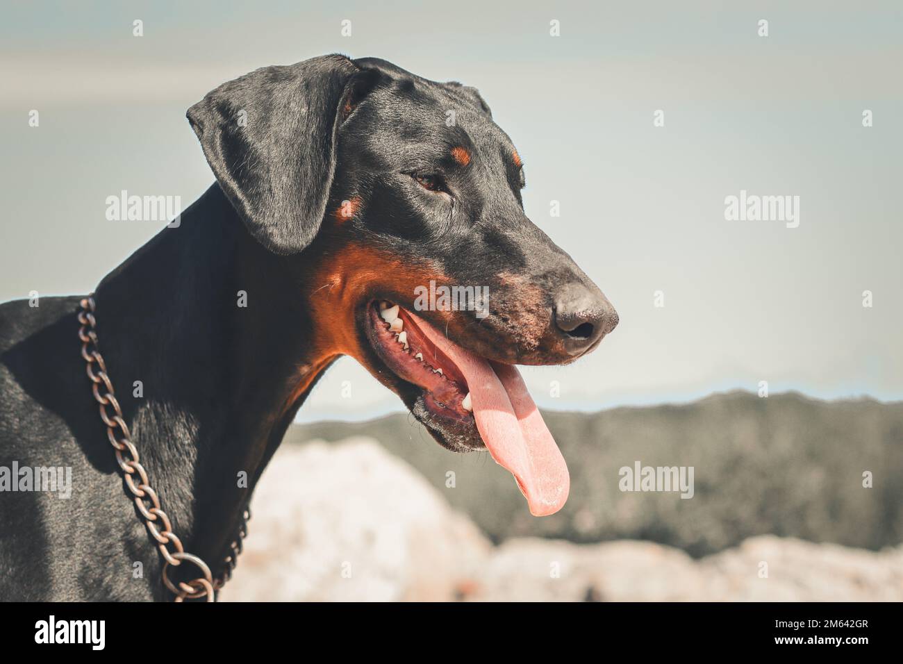 Doberman in the nature hi-res stock photography and images - Alamy