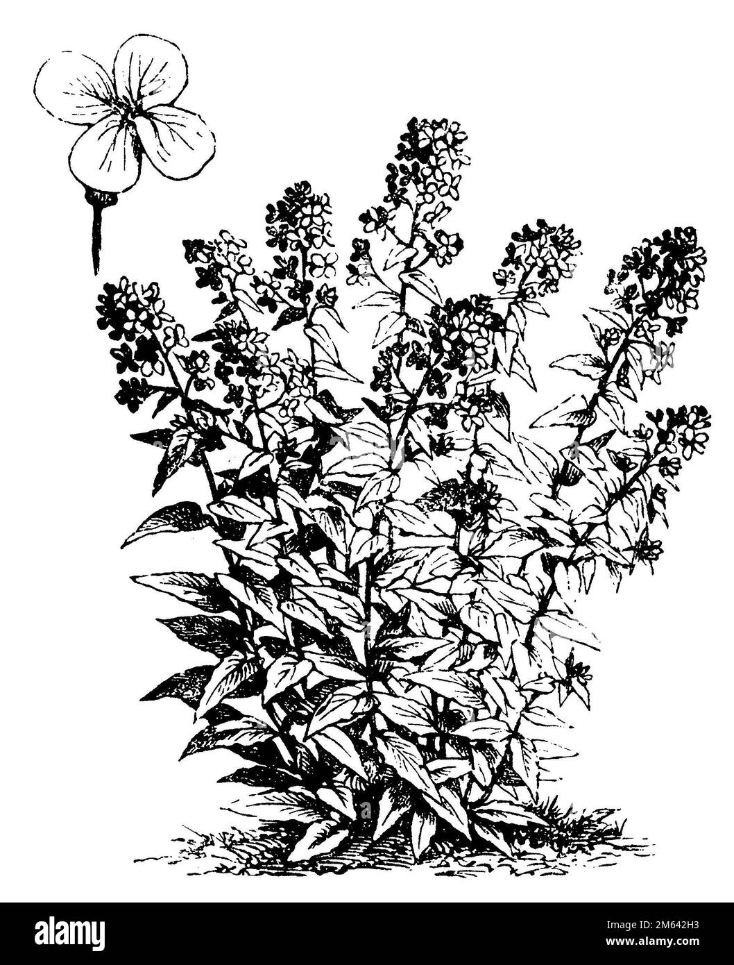 Dame's violet Black and White Stock Photos & Images - Alamy