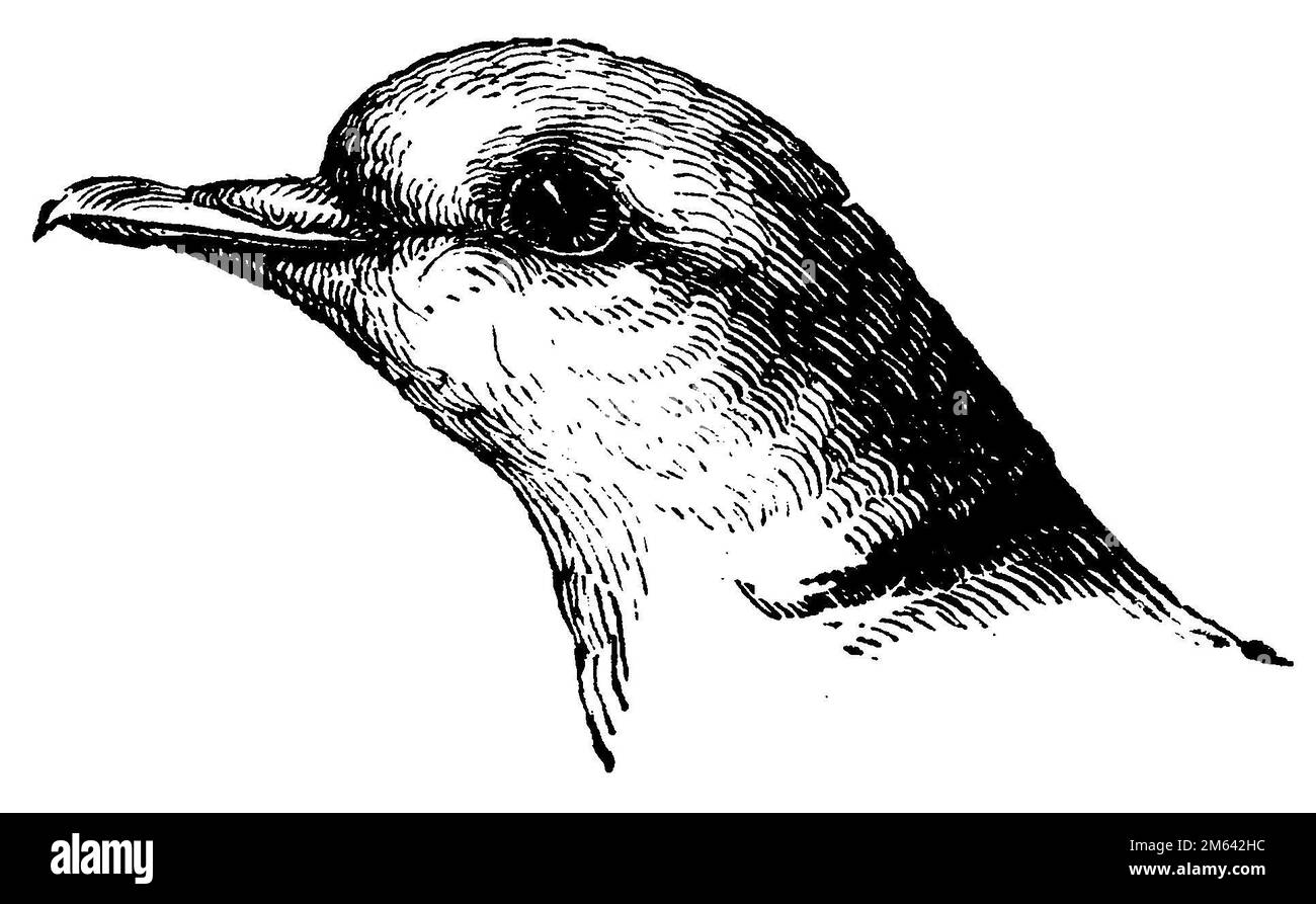 African collared dove streptopelia roseogrisea Black and White Stock ...