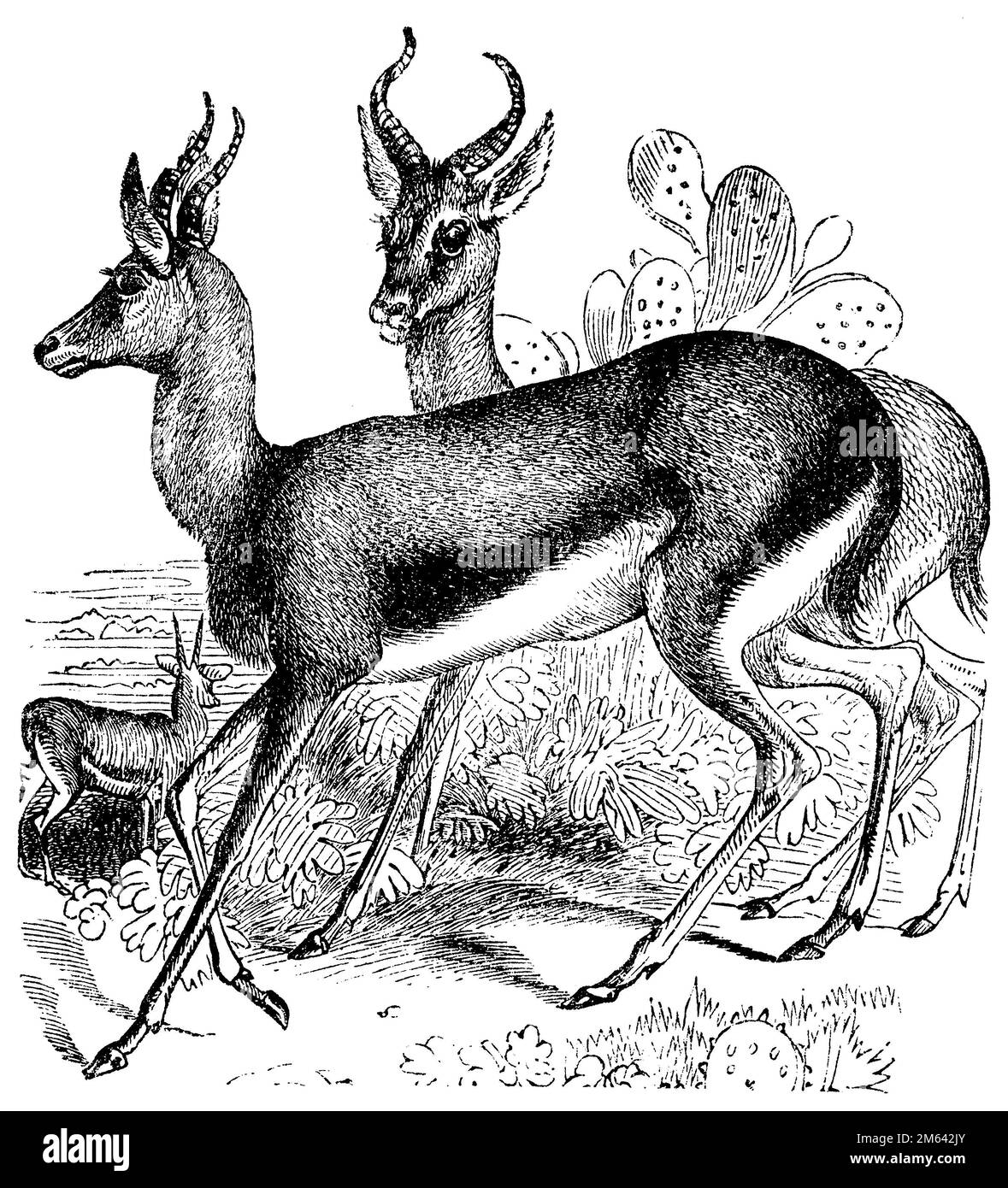 Gazella dorcas dorcas Black and White Stock Photos & Images - Alamy