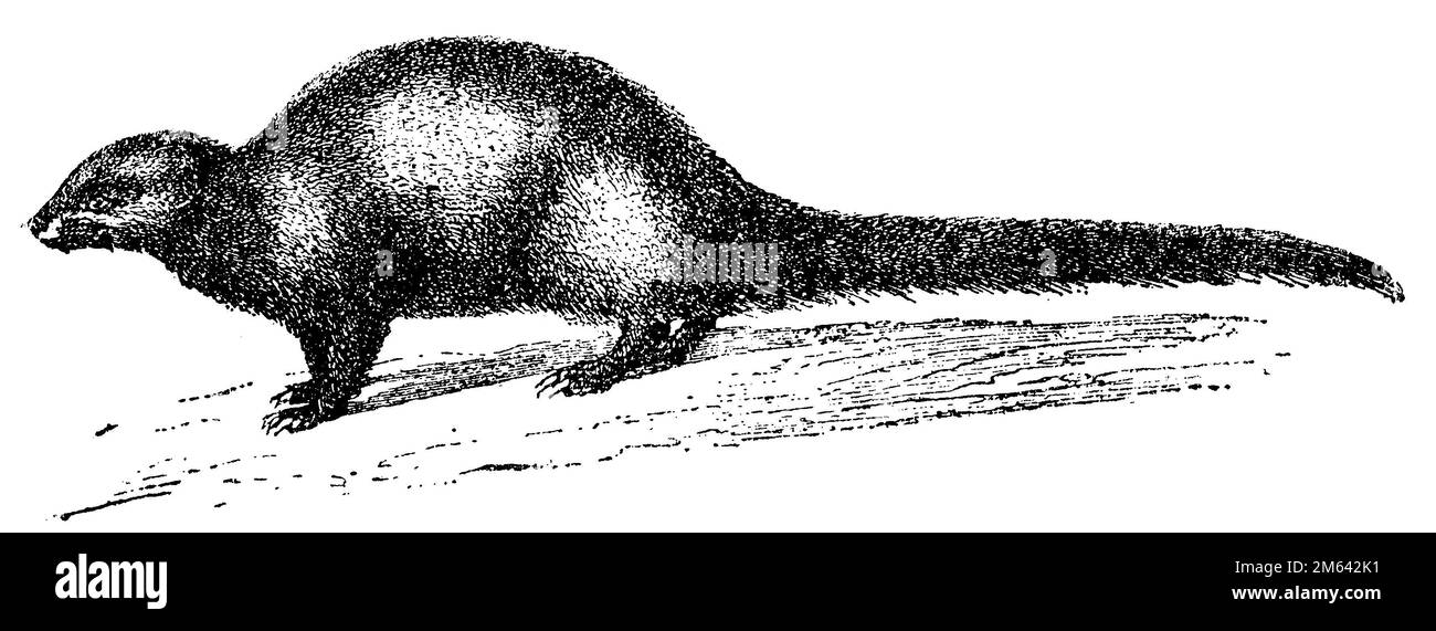 Egyptian mongoose, Herpestes ichneumon, (religion history book, 1885 ...