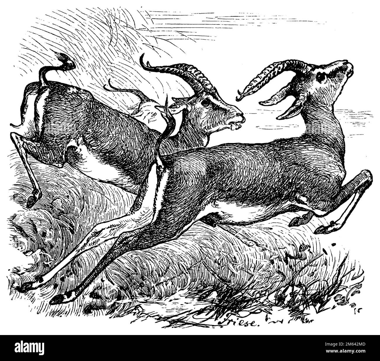 Dorcas gazelle, Gazella dorcas, (encyclopedia, 1898), Dorkasgazelle ...