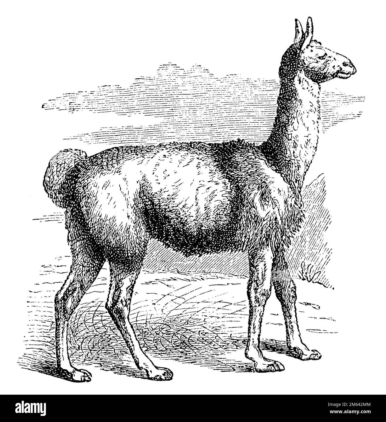 Hand drawn lama Cut Out Stock Images & Pictures - Alamy