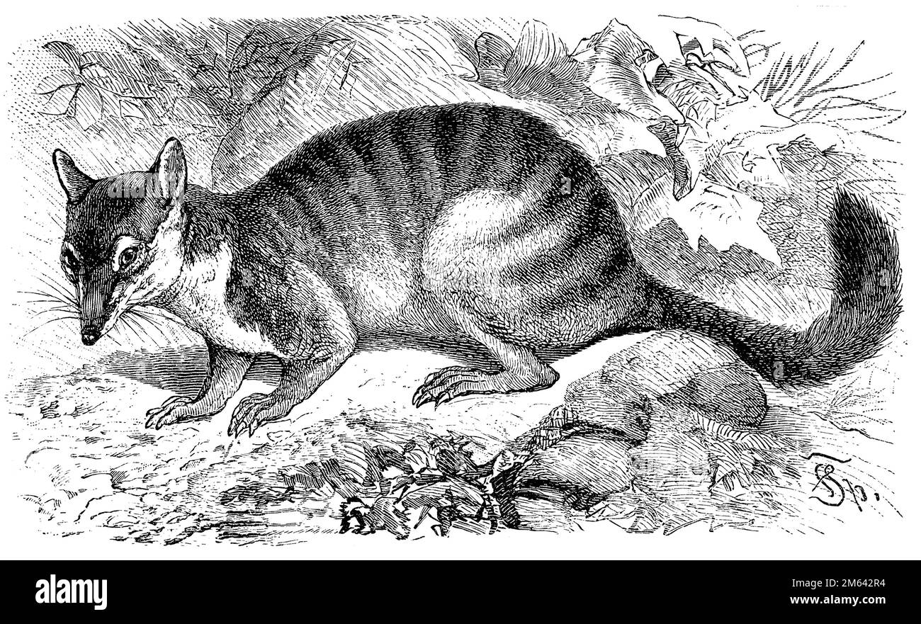 numbat, Myrmecobius fasciatus, (encyclopedia, 1898), Numbat, numbat ...