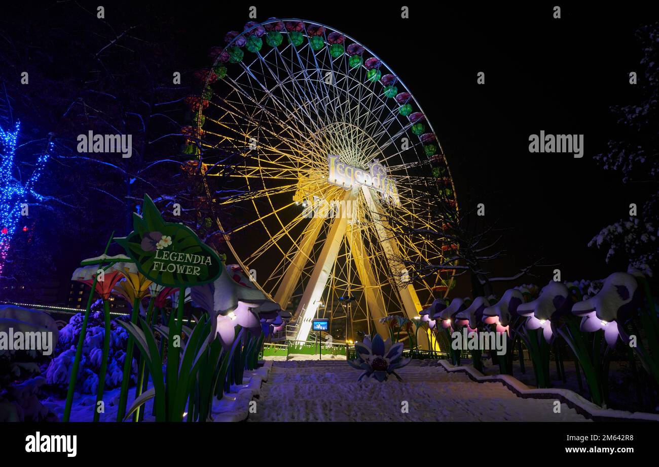 Legendia flower hi-res stock photography and images - Alamy