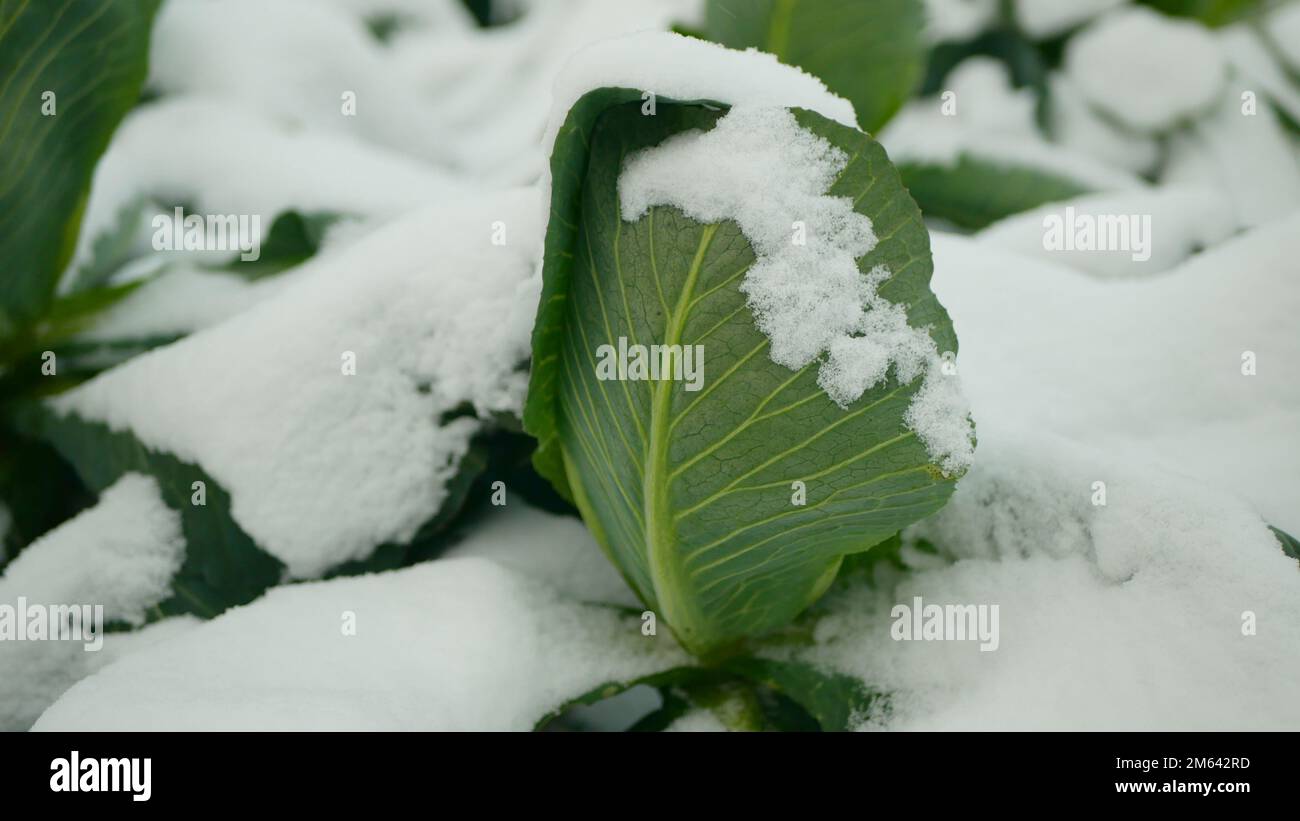 Field leaf green cabbage cole crops white, farm farming garden leaves ...
