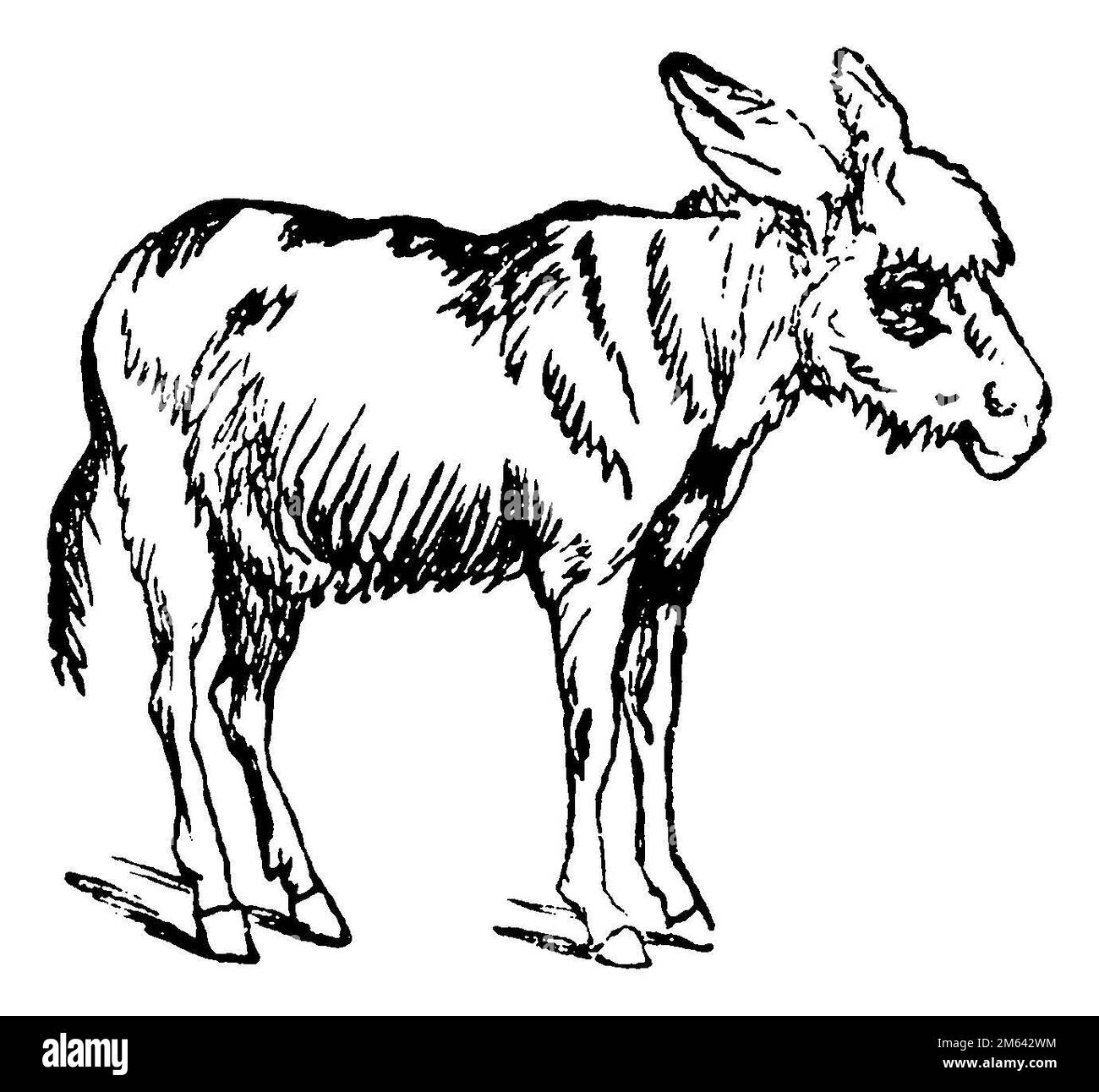 donkey, Equus africanus asinus, (encyclopedia, 1900), Hausesel, âne ...