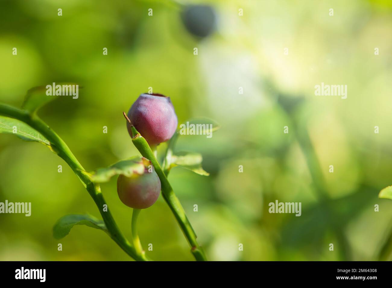 Wild blueberries on a bush in the forest, close-up. Green blueberry ...