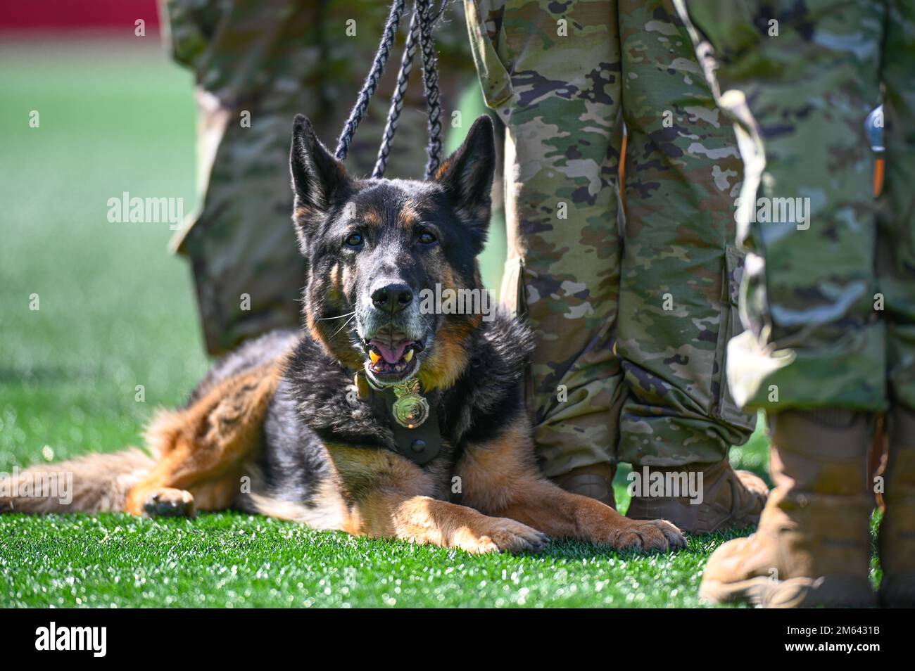 66th Security Forces Squadron Military Working Dog Renato lays down ...