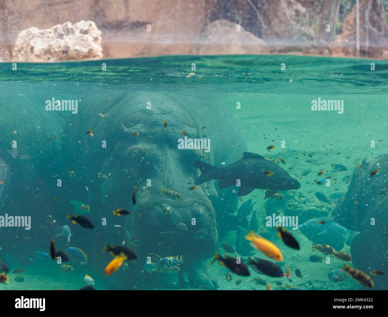 Fishes and Hippo inside a Big Blue Aquarium Tank Stock Photo - Alamy