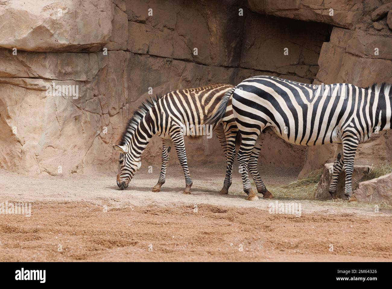 Grant's Zebras, Equus quagga boehmi, the smallest of the Subspecies of ...