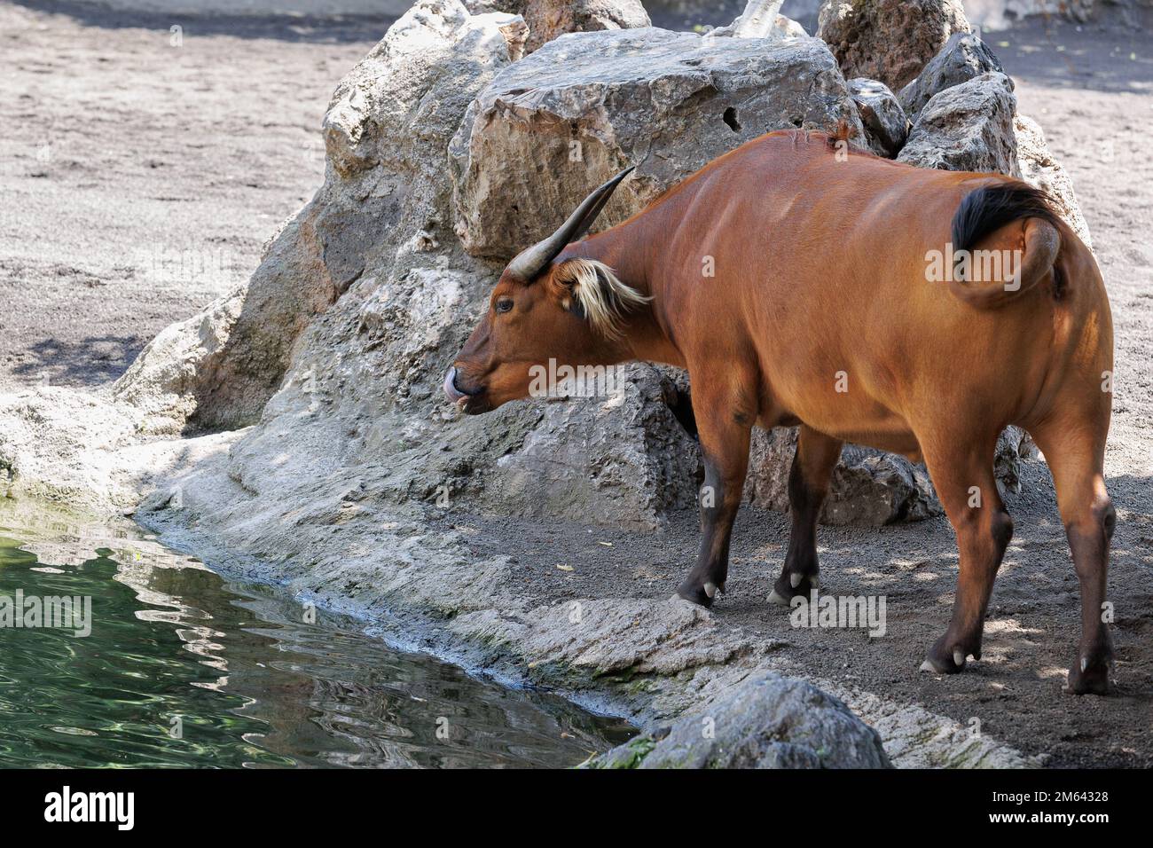 The African Forest Buffalo, Syncerus Caffer Nanus, also known as the ...